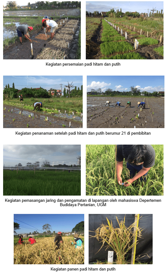 PERAKITAN PADI SAWAH KOLEKSI FAKULTAS PERTANIAN UGM – Departemen ...