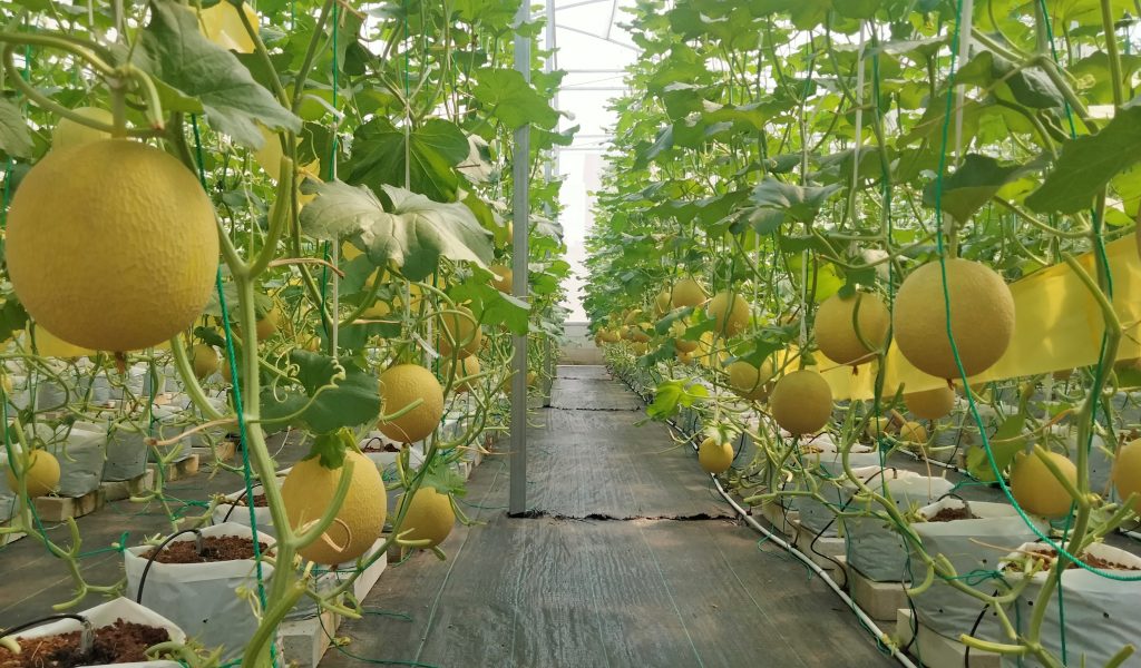 Kunjungan Plantasia Greenhouse sebagai Penjajakan dalam Mendukung MBKM ...