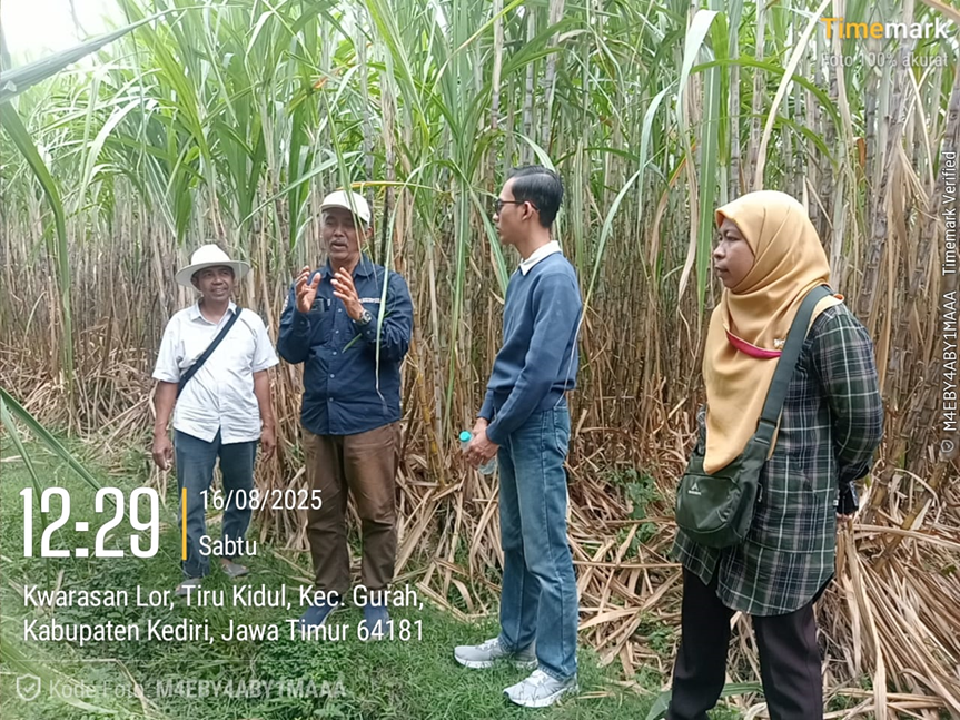 Panjalu 1, Klon Tebu Rakitan Petani Pendukung Swasembada Gula Indonesia ...